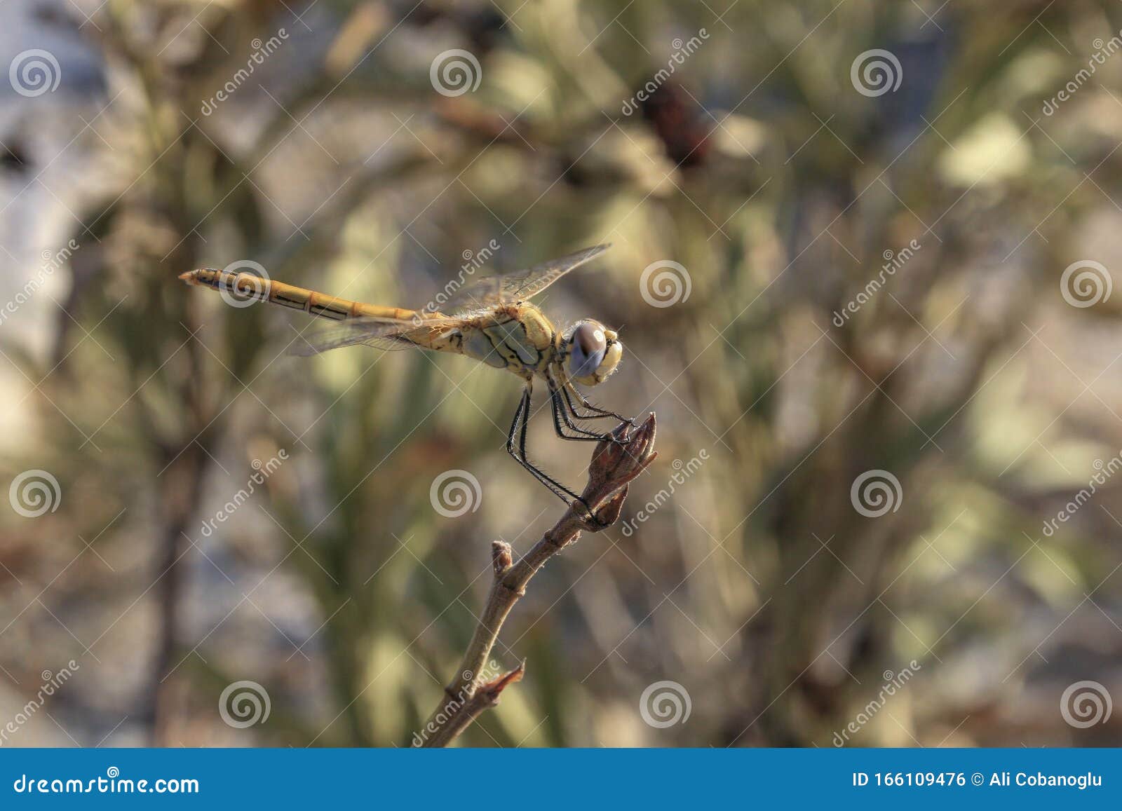Dragonfly Standing on a Branch in Turkey Stock Photo - Image of ...