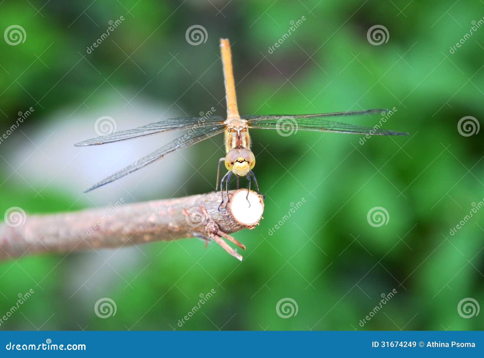 Dragonfly stock image. Image of dragonfly, insect, wood - 31674249