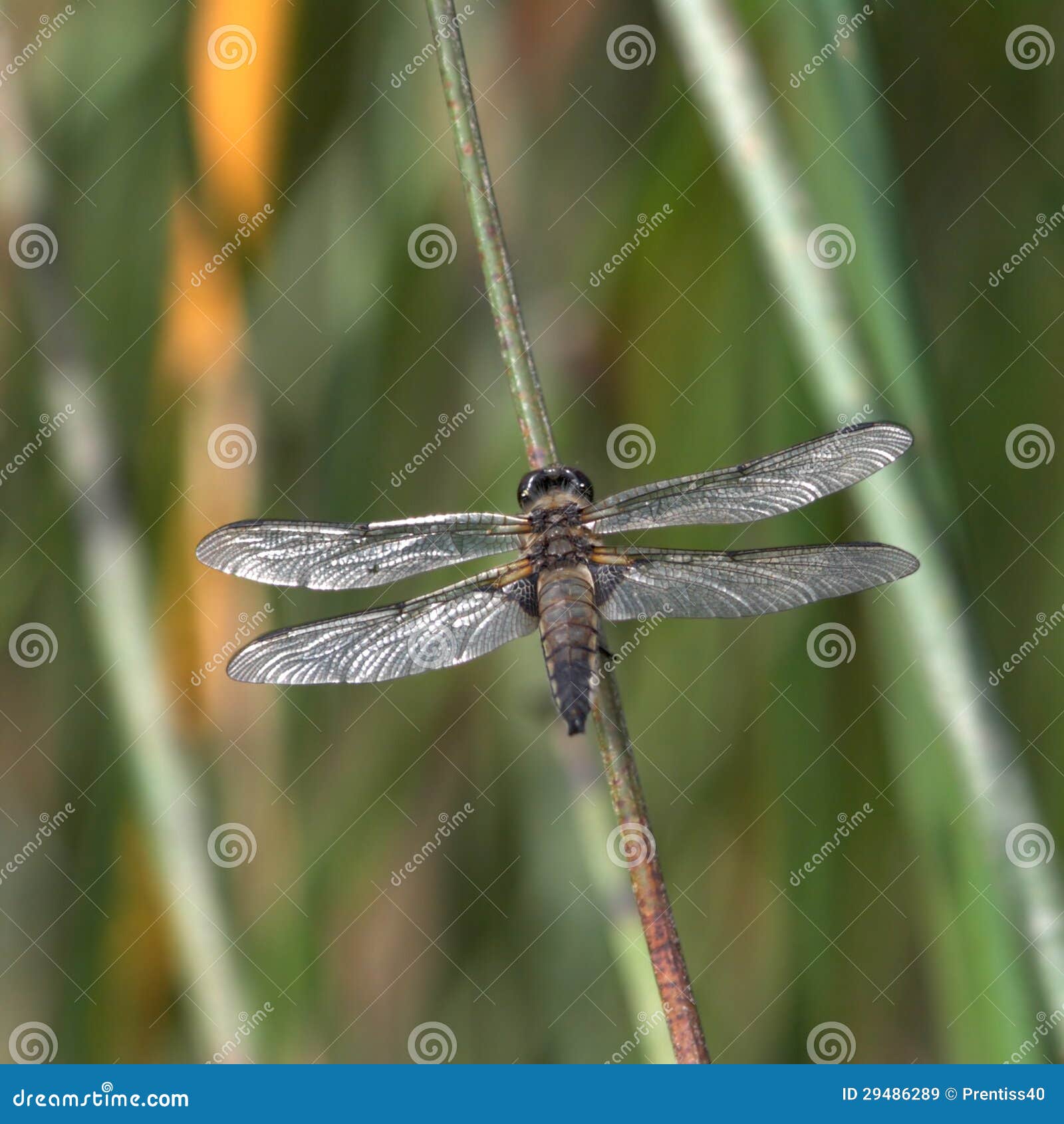 Dragonfly on stem stock image. Image of stem, nature - 29486289