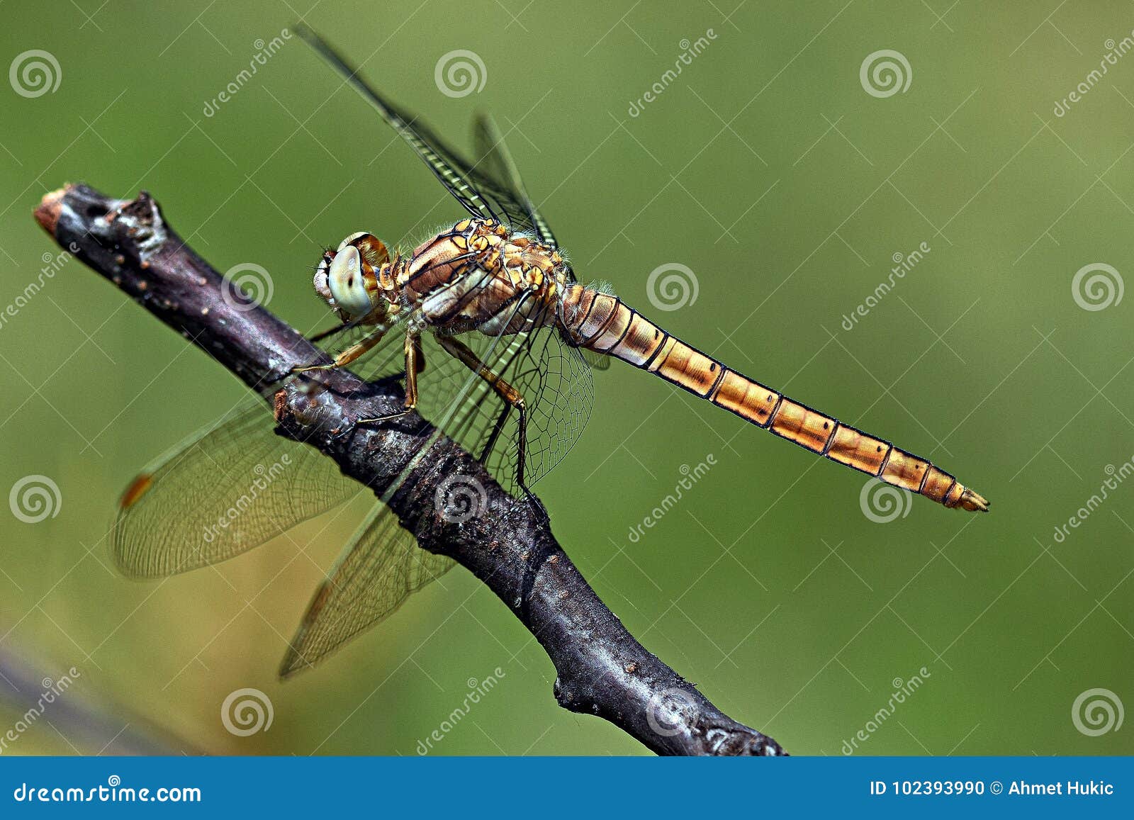 Dragonfly stock photo. Image of insects, wings, curved - 102393990