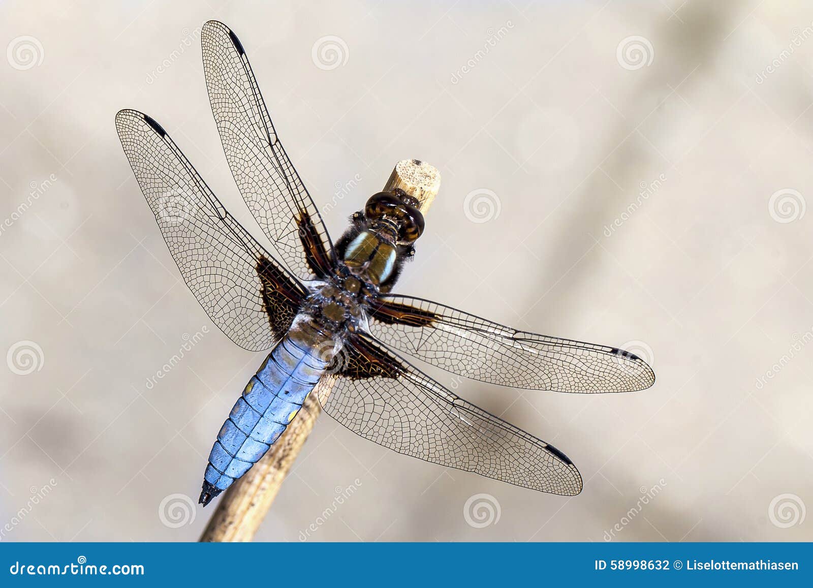 Dragonfly on a stick stock photo. Image of close, stickn - 58998632