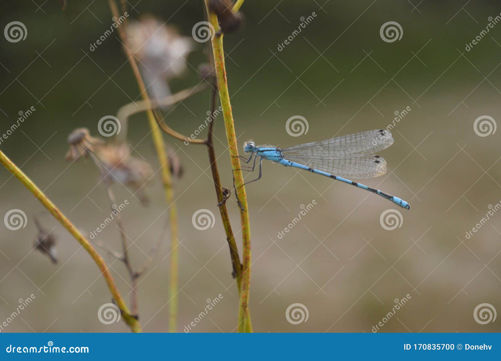 Dragonfly on a stick stock photo. Image of animals, macro - 170835700