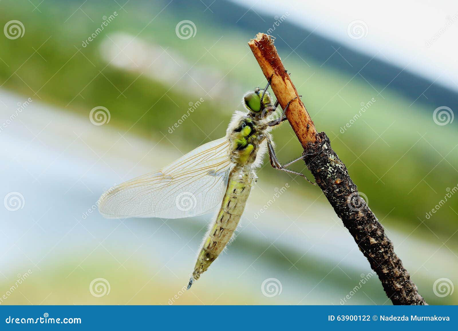 Dragonfly on a stick stock photo. Image of hair, kong - 63900122
