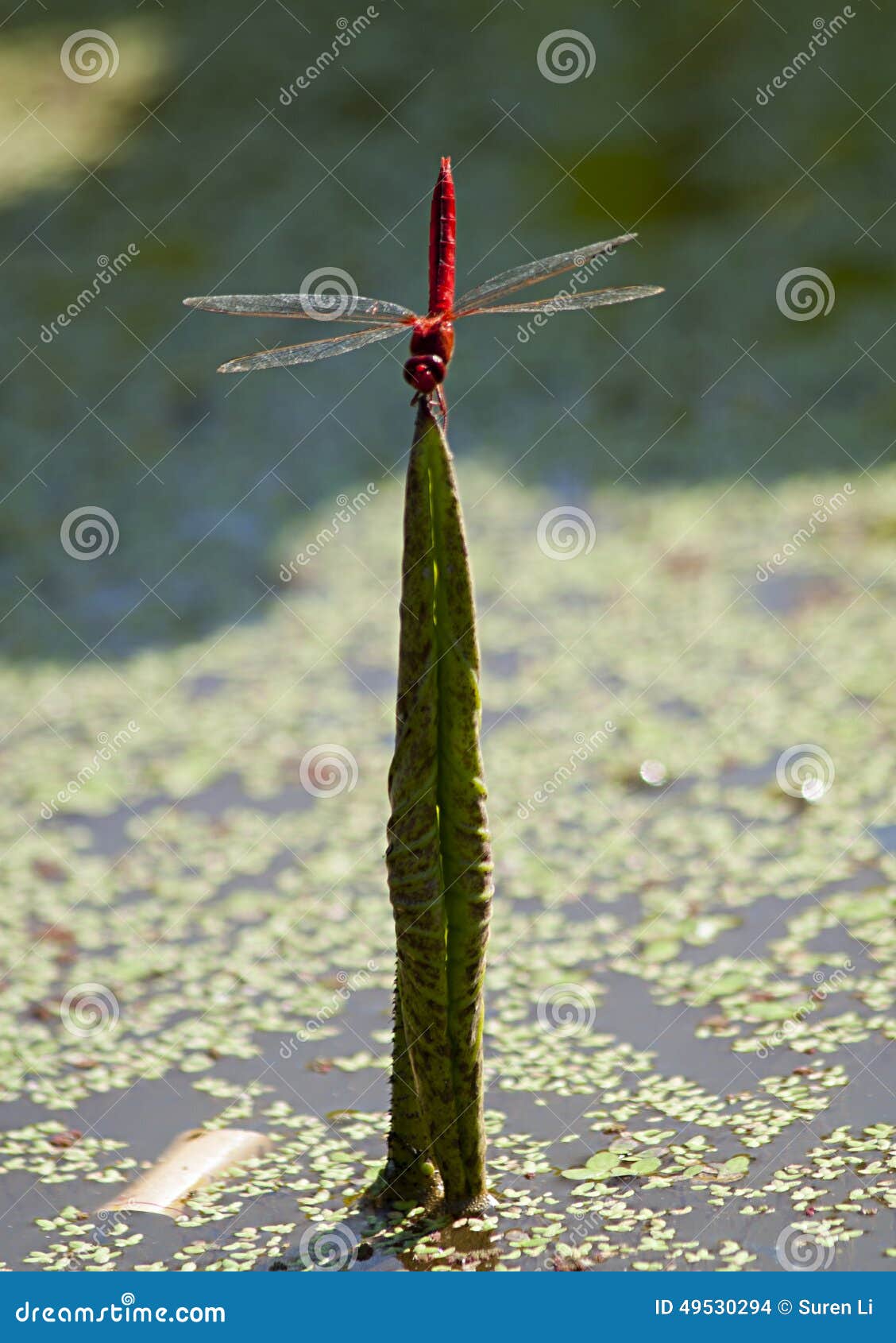 Dragonfly stock photo. Image of flora, dragonfly, float - 49530294