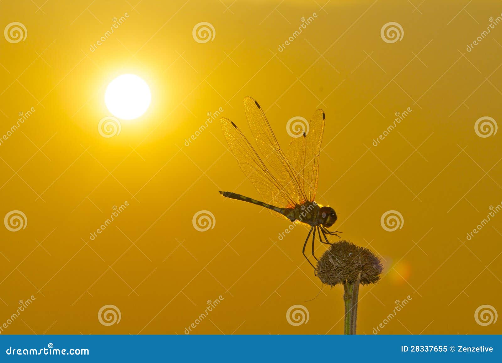 Dragonfly and the Sun. stock image. Image of orange, asia - 28337655
