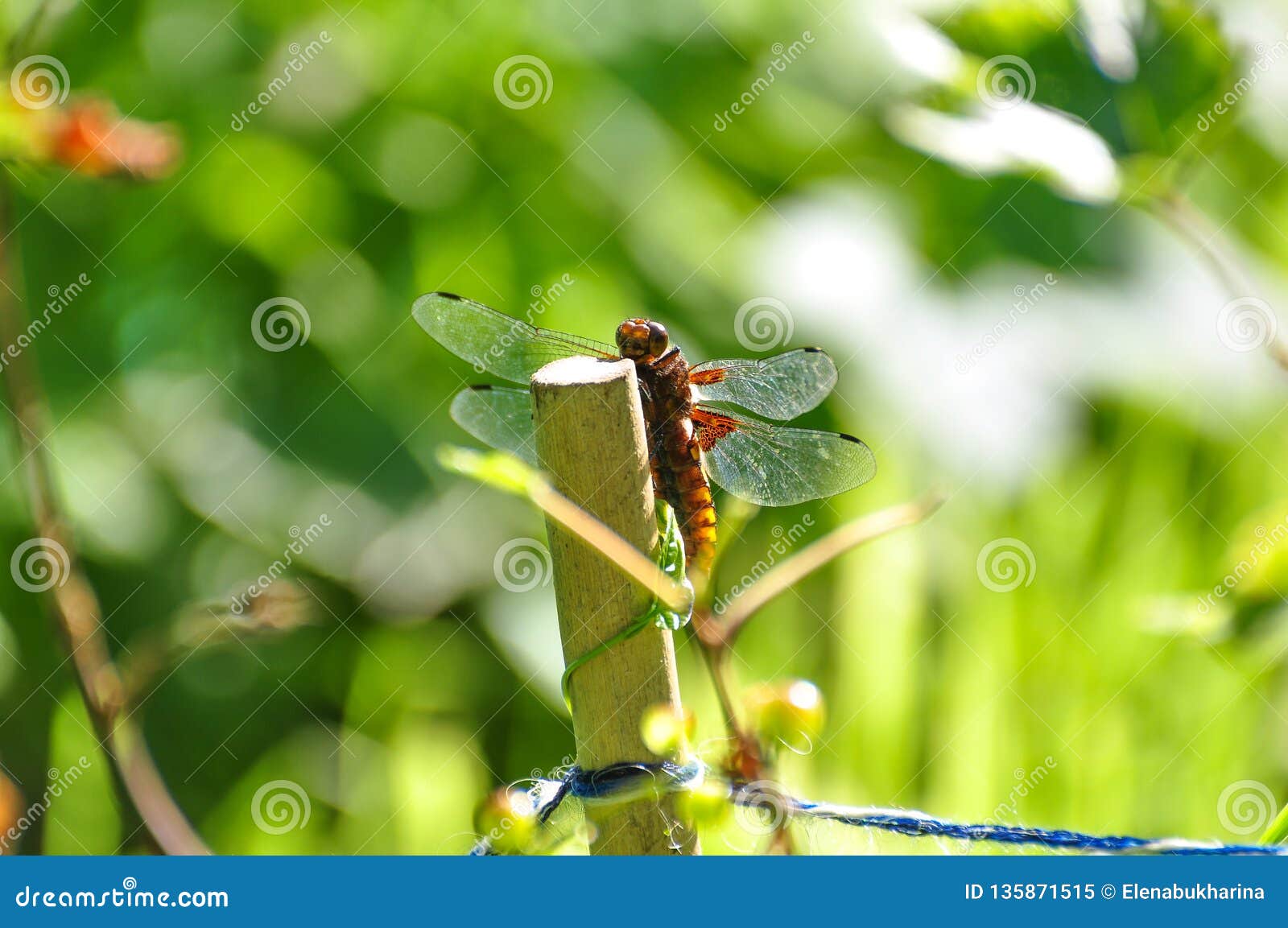 Dragonfly in Sun Light Close Up Shot Stock Image - Image of black ...