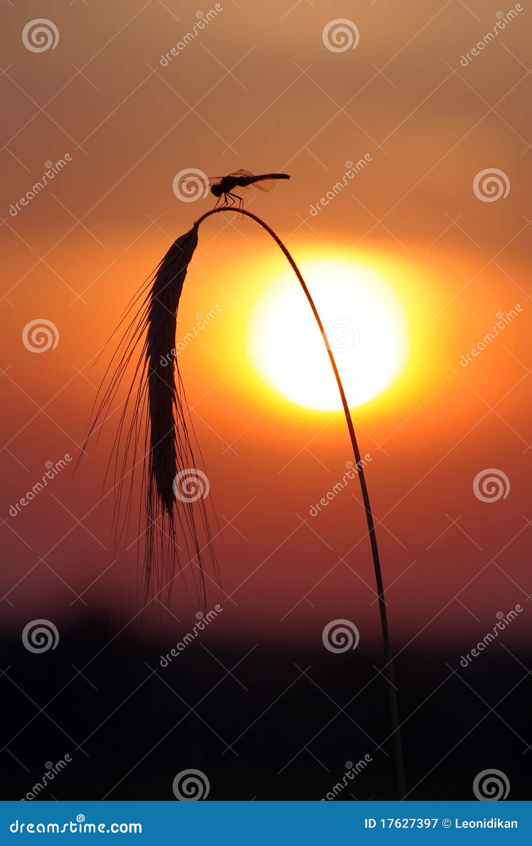 Dragonfly. Sunset stock image. Image of field, sunset - 17627397