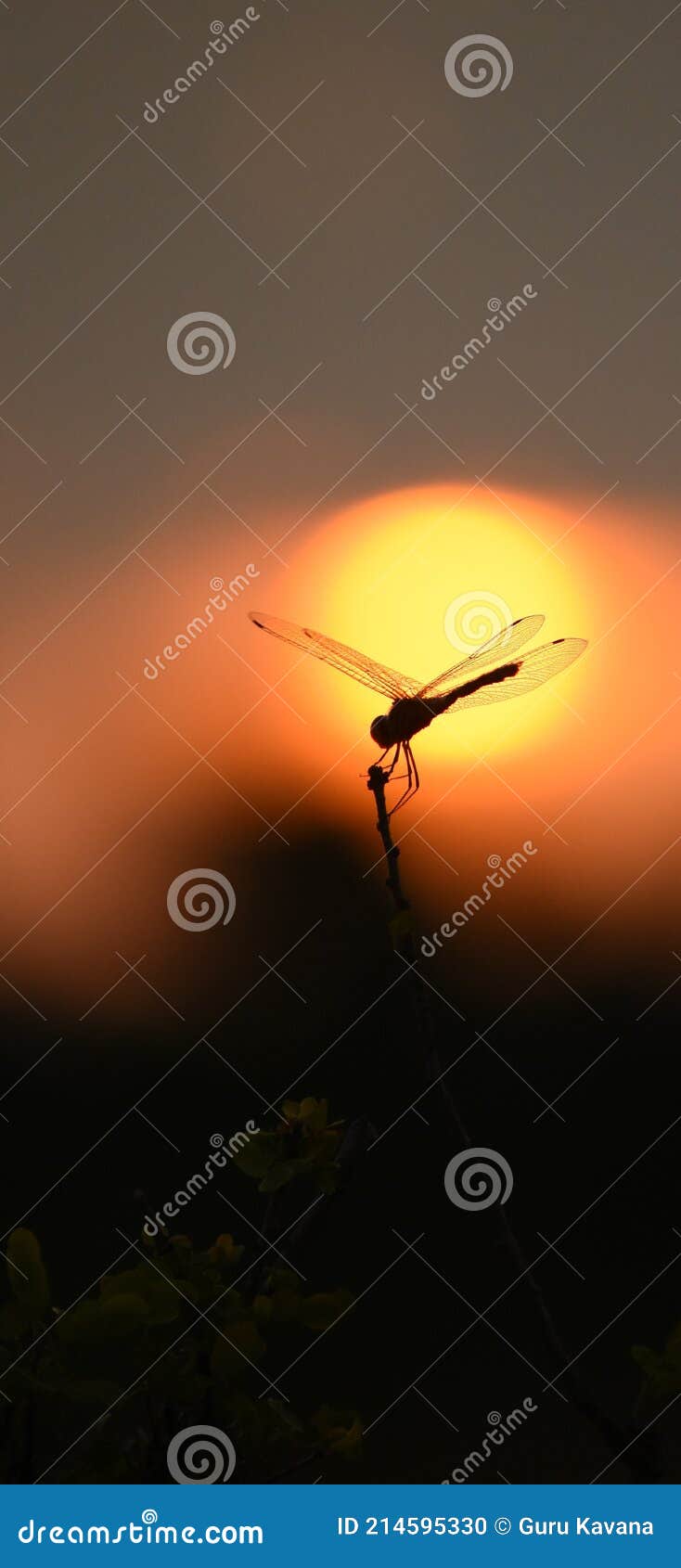 Dragonfly on sunset stock illustration. Illustration of line - 214595330