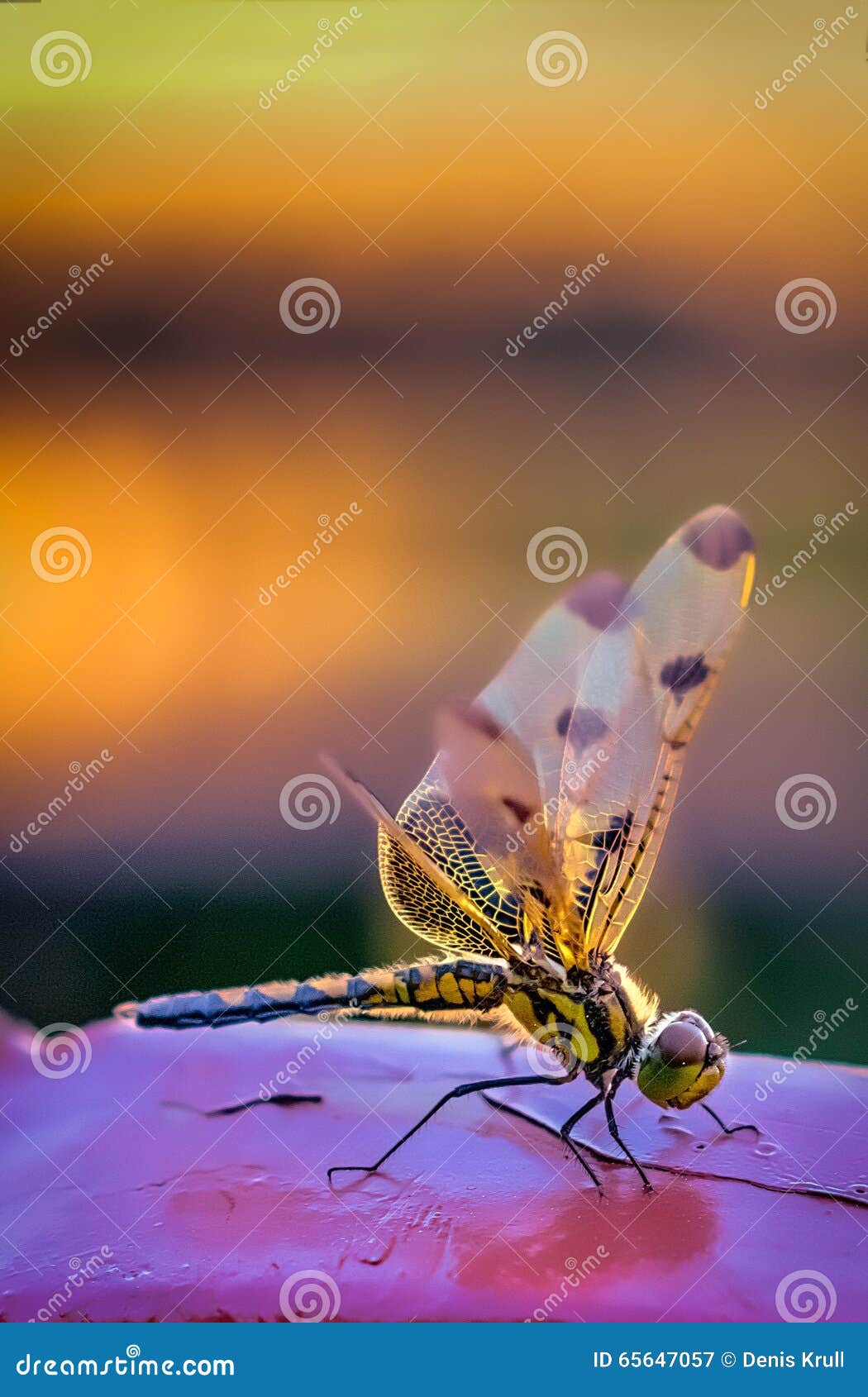 Dragonfly at Sunset stock image. Image of dragonfly, perched - 65647057