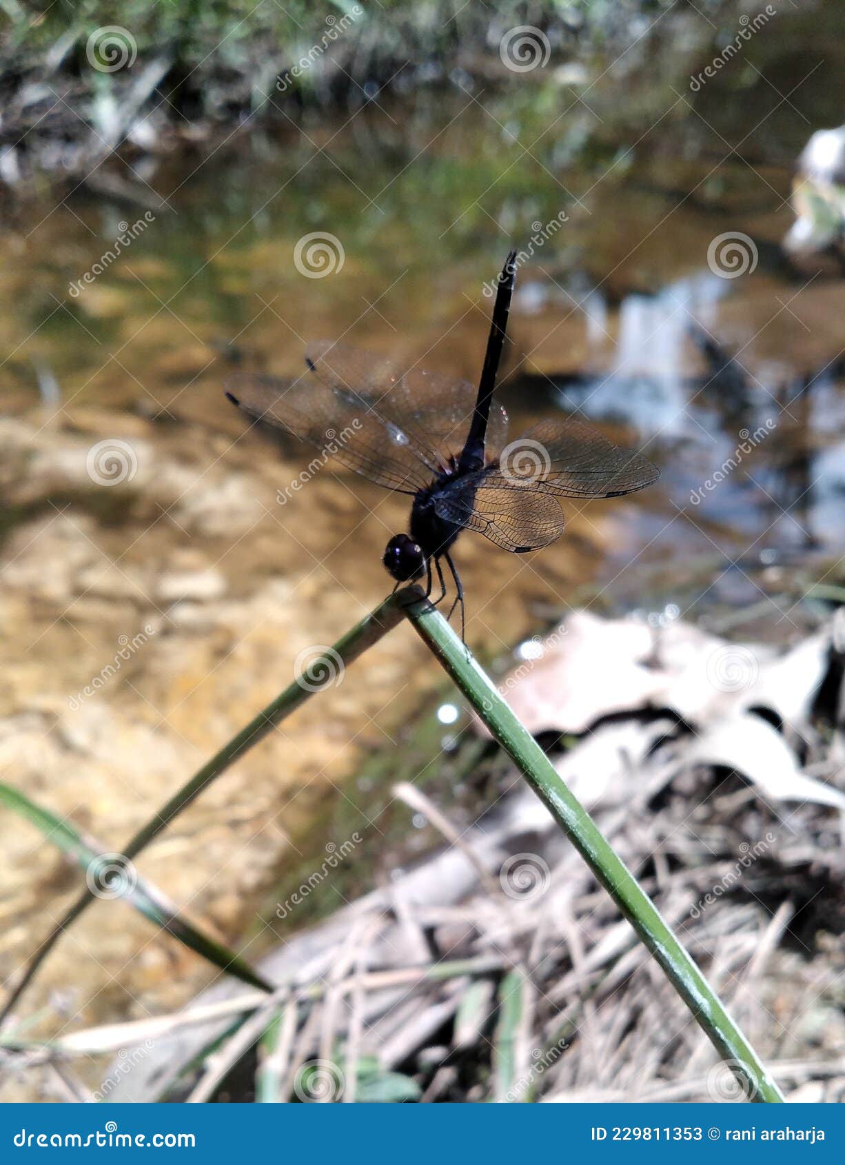 Dragonfly Swooping Dance on the Grass Stock Image - Image of grass ...