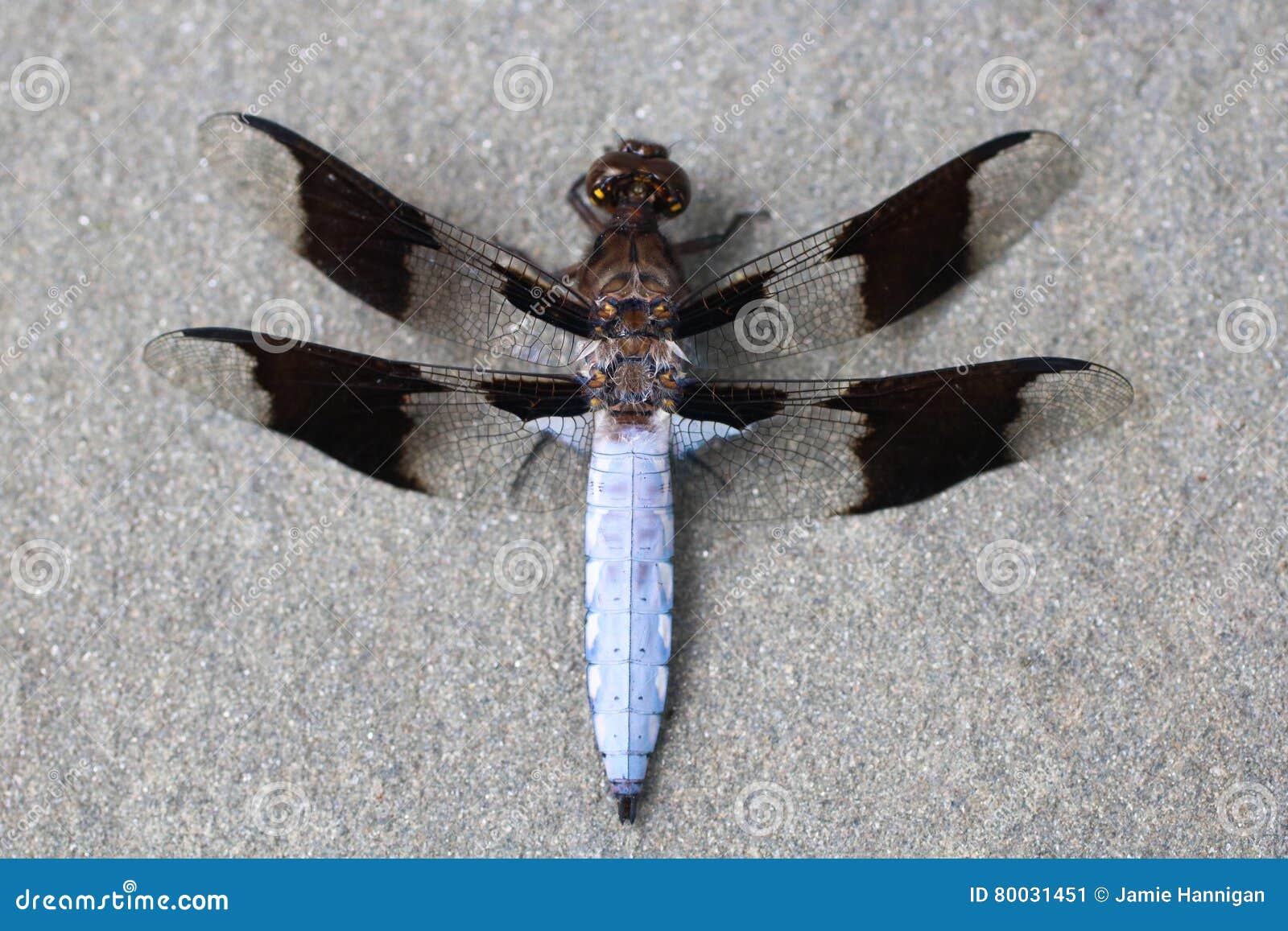 Dragonfly symmetry stock image. Image of dragonfly, symmetry - 80031451