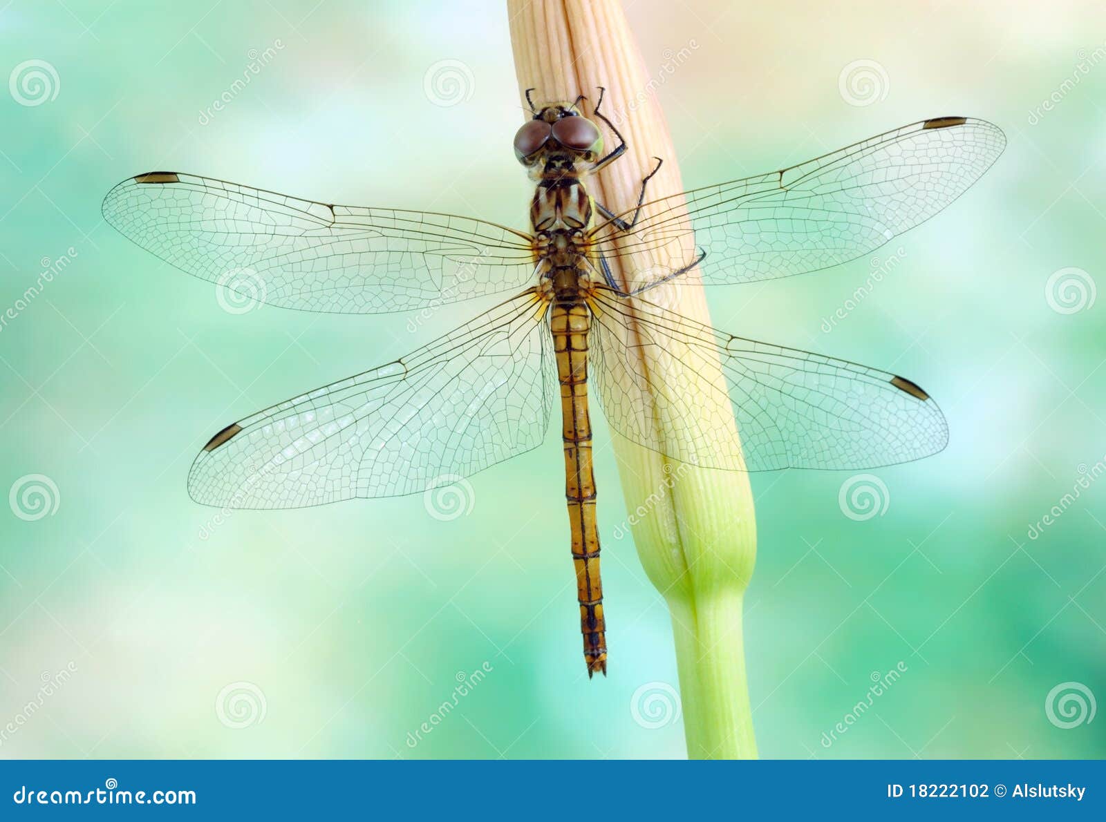 Dragonfly Sympetrum Vulgatum (female) Stock Photo - Image of insect ...