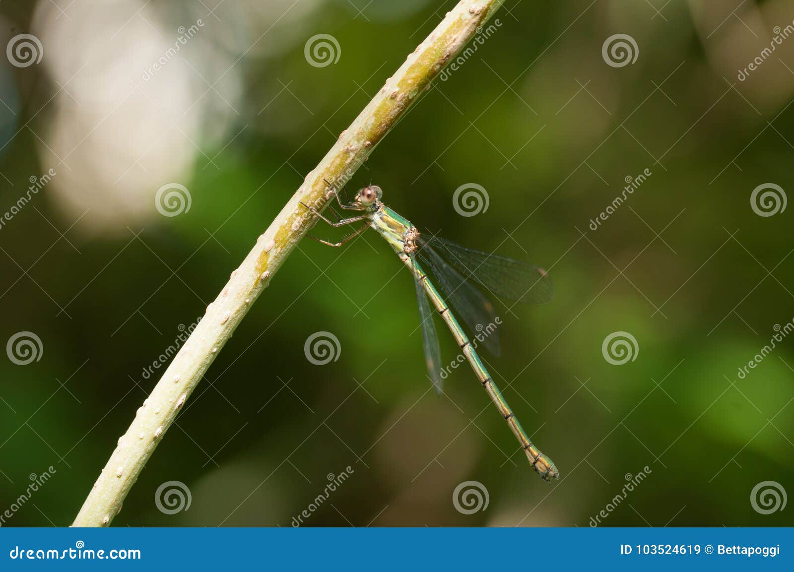 Dragonfly on stem stock image. Image of detail, blur - 103524619