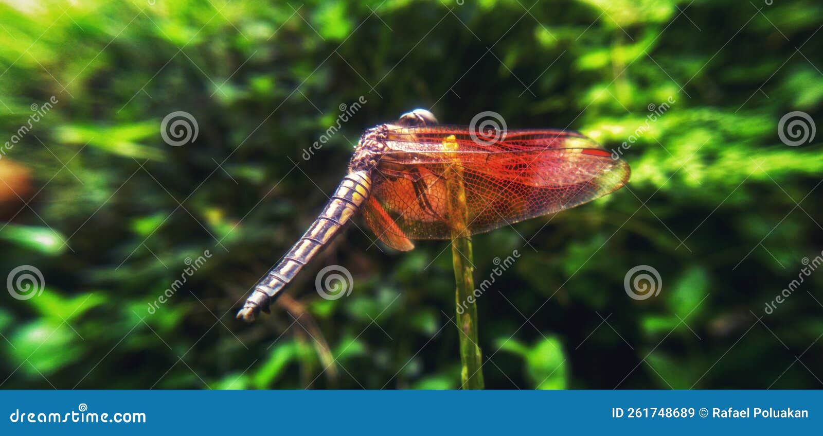 Dragonfly Texture and Green Background Stock Image - Image of ...
