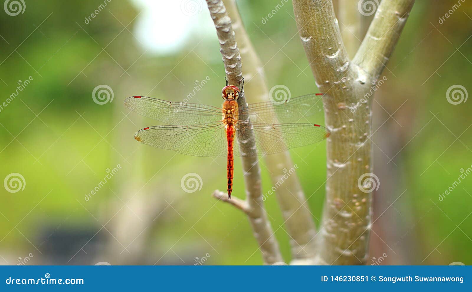 Dragonfly on the tree stock image. Image of animals - 146230851