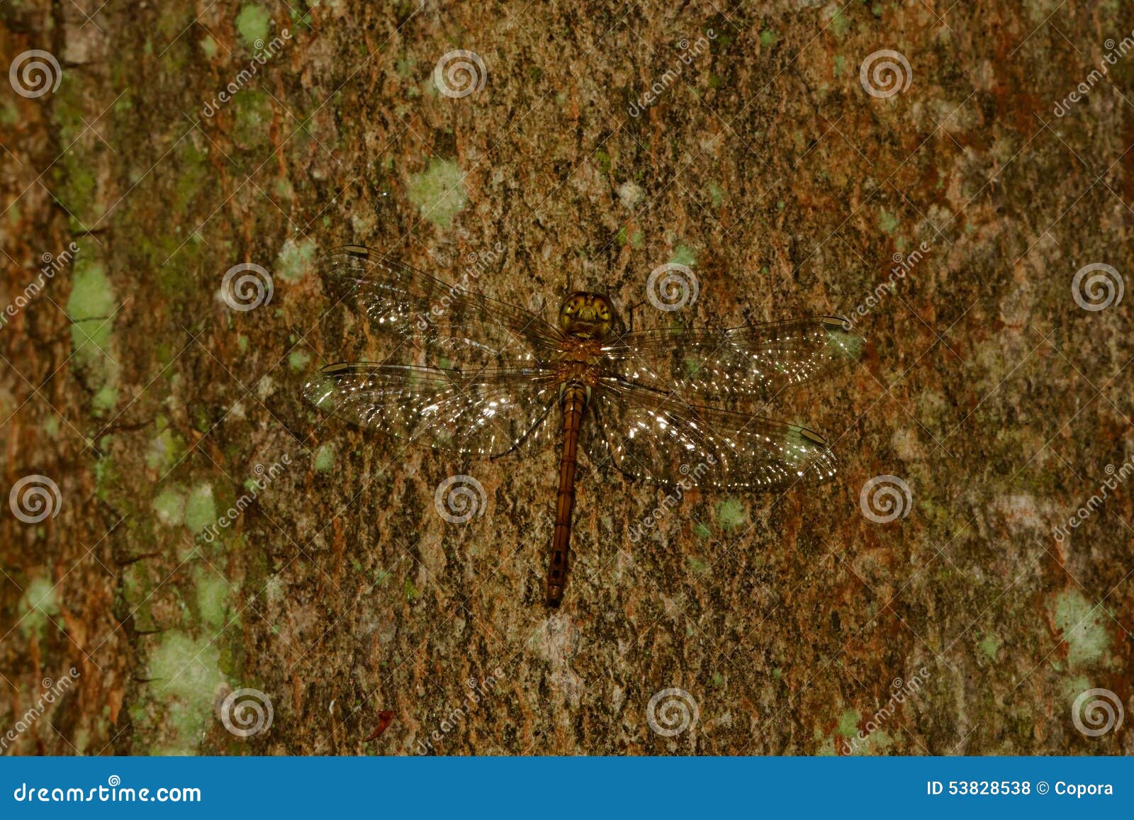 Dragonfly on a tree stock photo. Image of close, landscape - 53828538