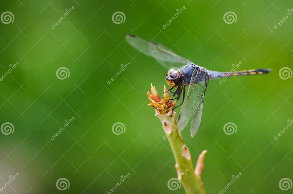 Dragonfly on a tree stock photo. Image of dragonfly, insect - 72755834