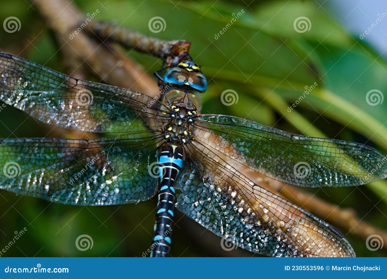 Dragonfly on tree closeup stock photo. Image of invertebrate - 230553596