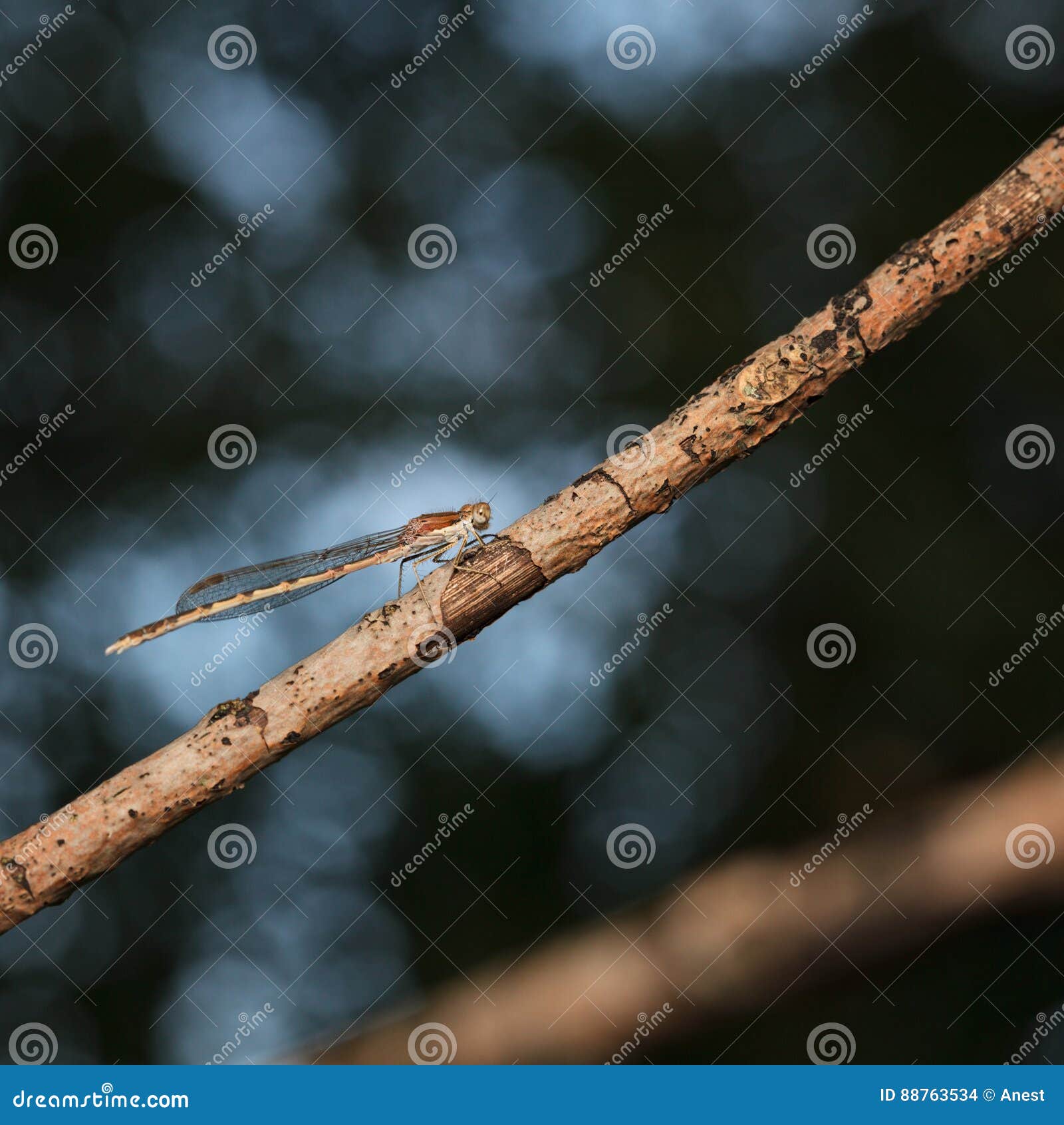 Dragonfly on tree stock photo. Image of nature, dragonfly - 88763534