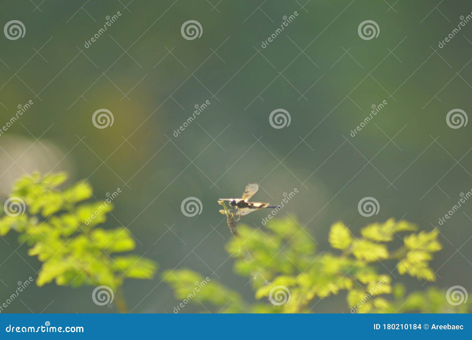 Dragonfly on tree stock photo. Image of flower, grass - 180210184