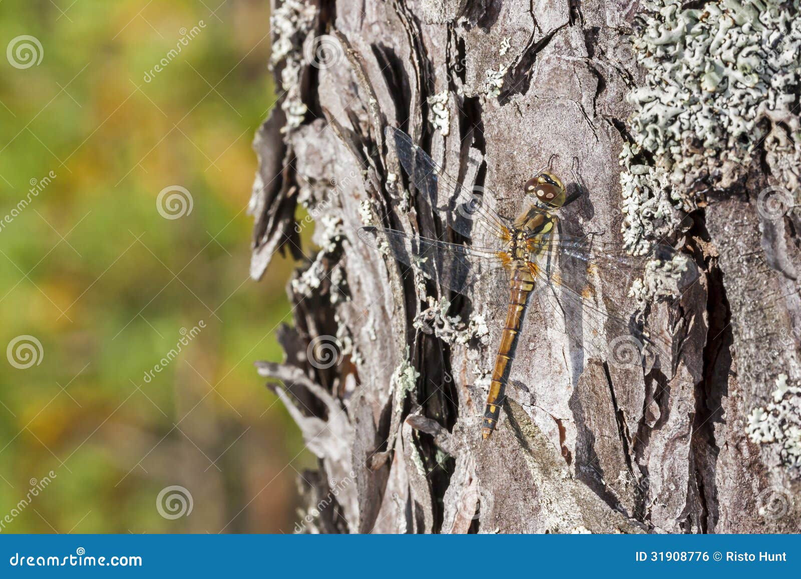 Dragonfly on tree park stock photo. Image of insect, bark - 31908776