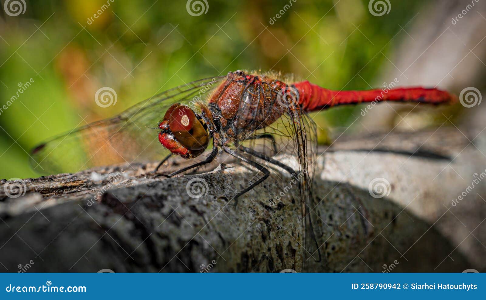 Dragonfly on a tree stock photo. Image of animal, beetle - 258790942