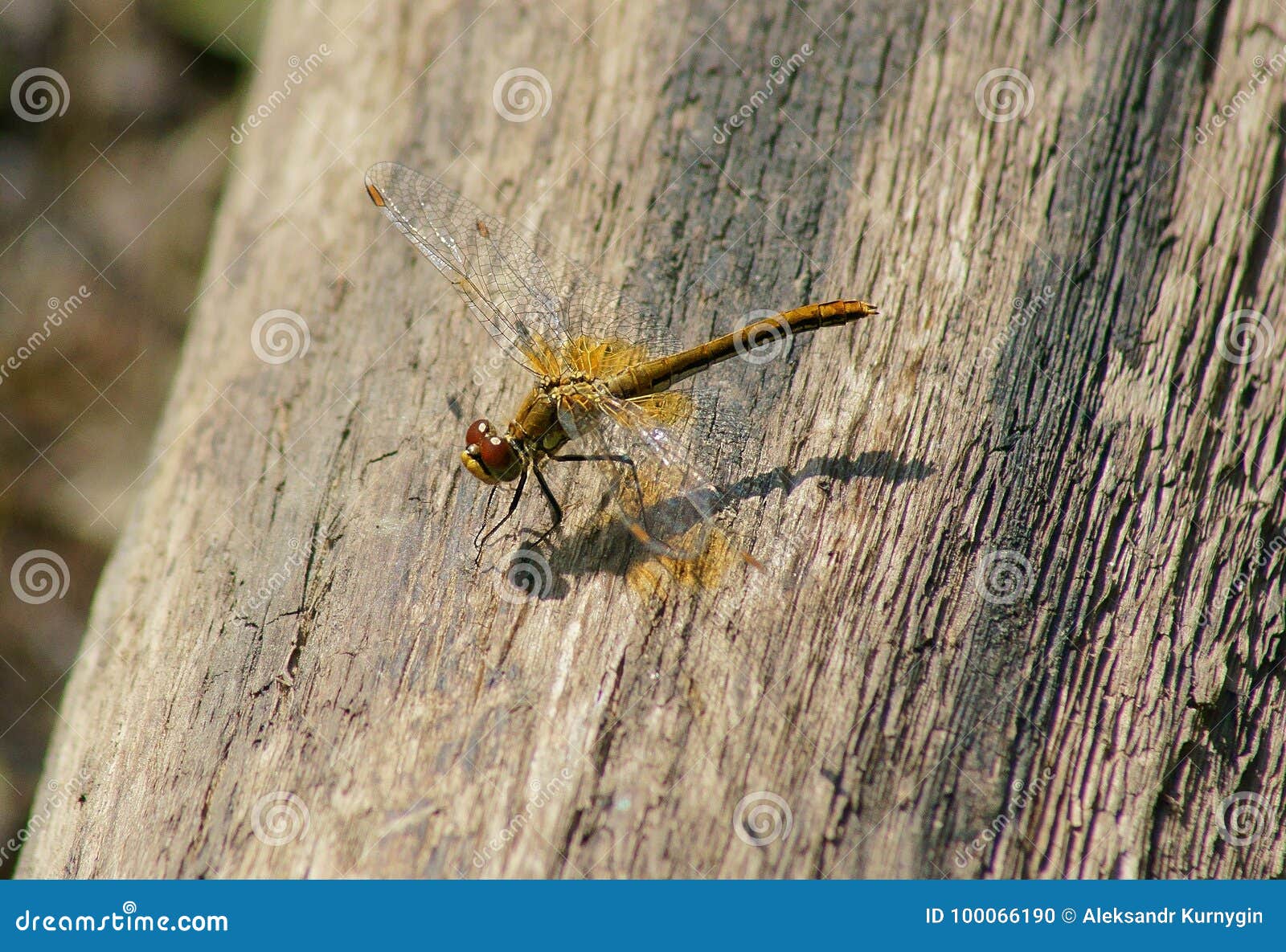 Dragonfly on the tree stock photo. Image of tree, nature - 100066190