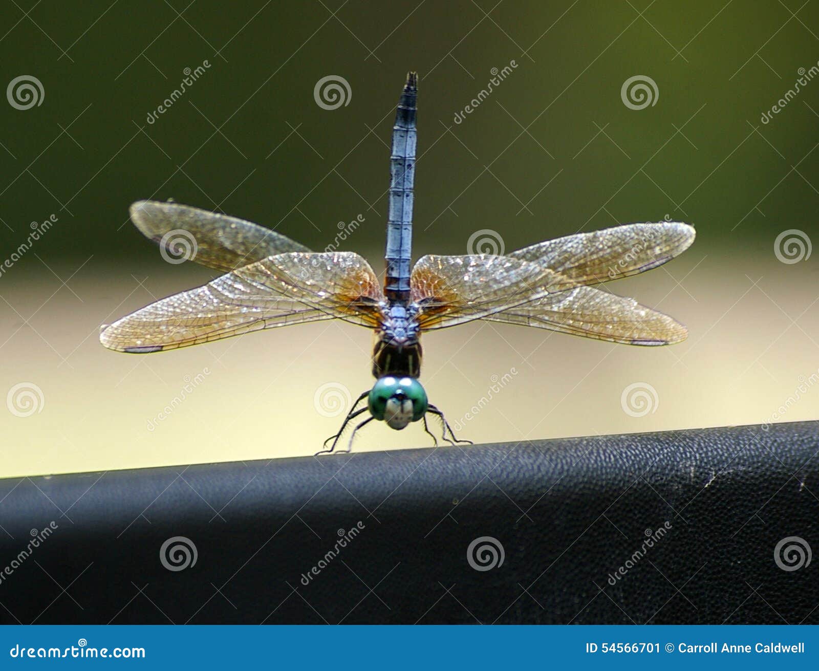 Dragonfly on truck stock image. Image of handstand, wings - 54566701