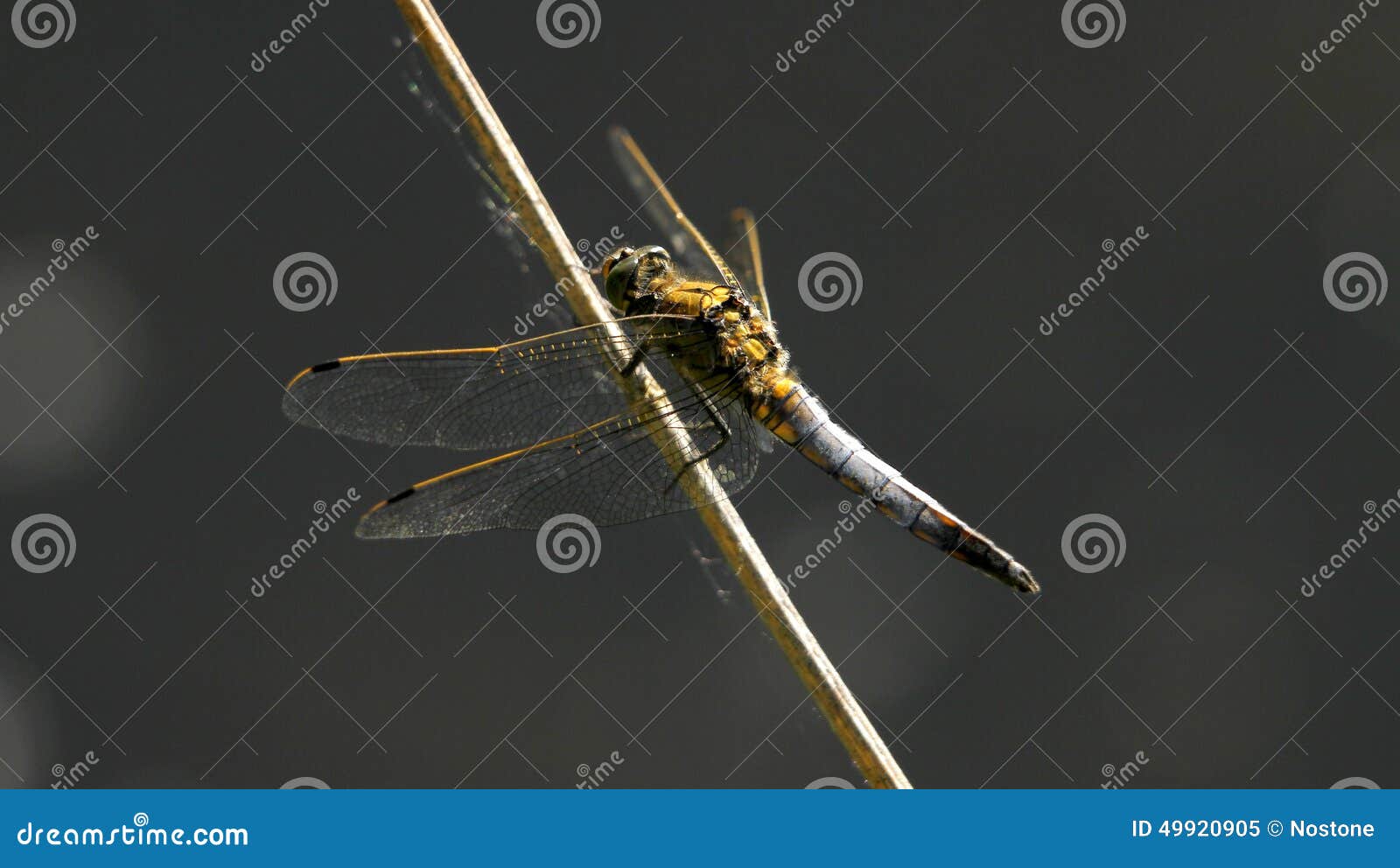 Dragonfly stock image. Image of scenery, dragonfly, nature - 49920905