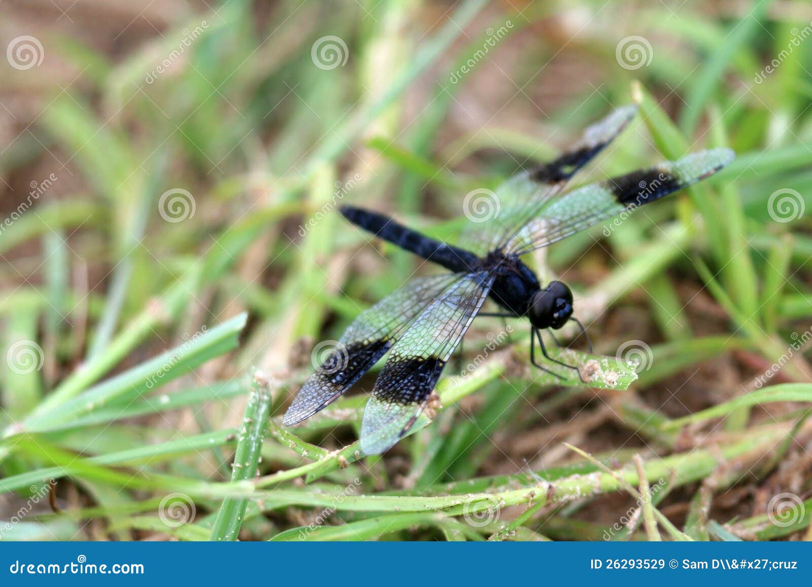 Dragonfly, Uganda, Africa stock image. Image of conservation - 26293529
