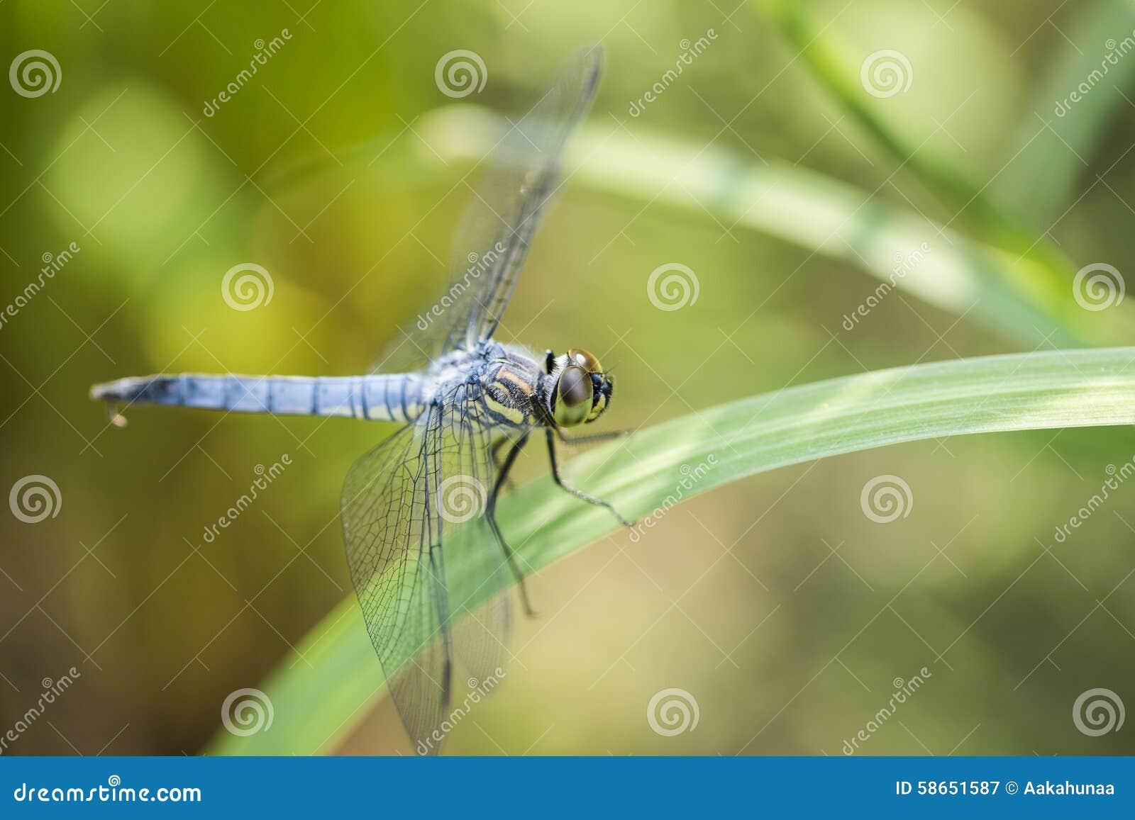 Dragonfly stock image. Image of plants, outdoors, dragonflies - 58651587