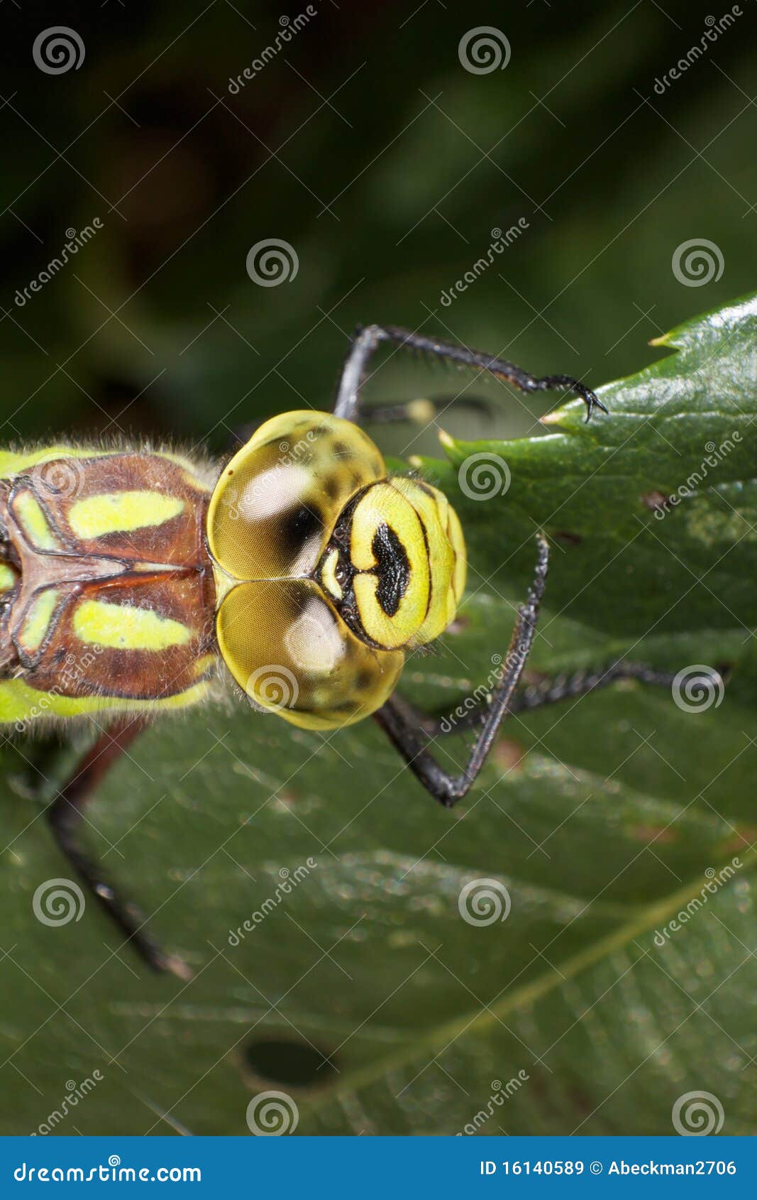 Dragonfly in Very Detailed View Stock Image - Image of fauna, macro ...