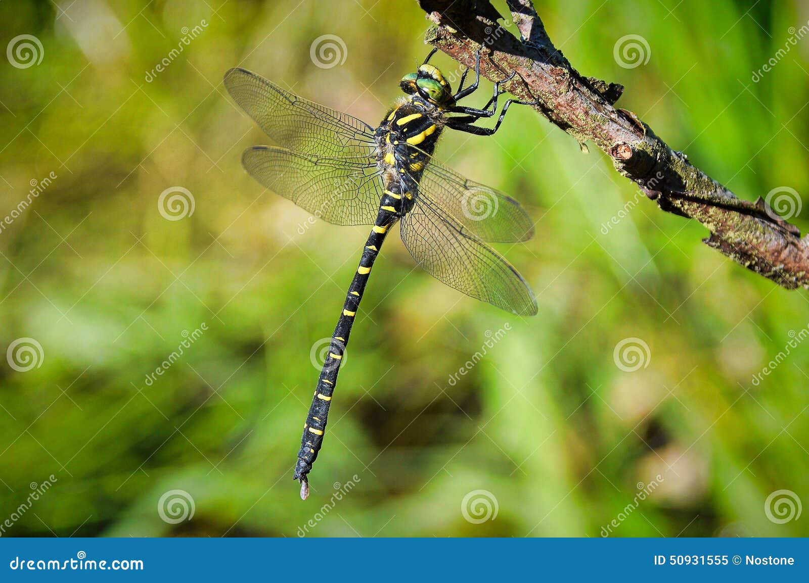 Dragonfly stock image. Image of wings, insects, nature - 50931555
