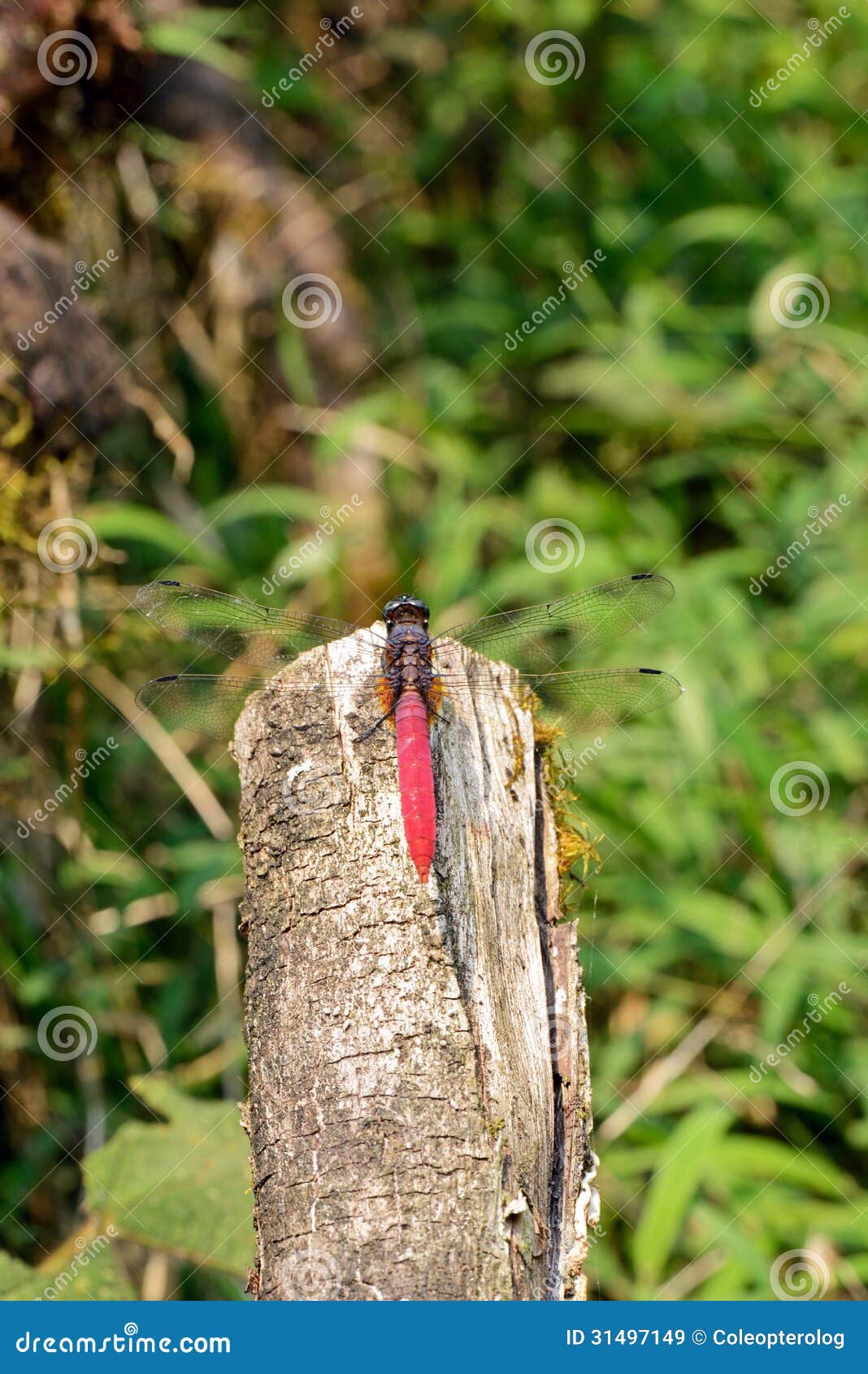 Dragonfly in Vietnamese Forest Stock Image - Image of plants, forest ...