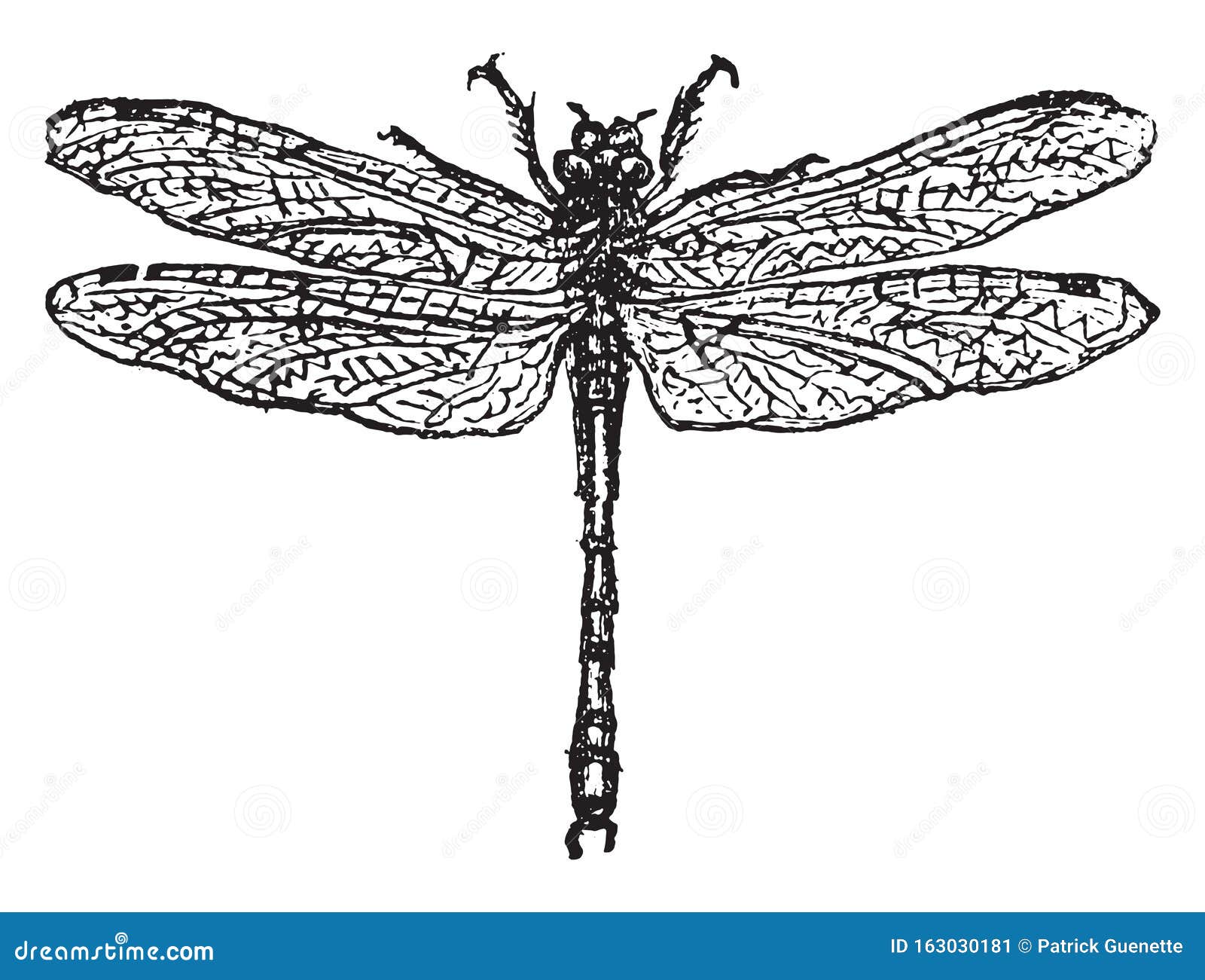 Dragonfly, Vintage Engraving Stock Vector - Illustration of artwork ...