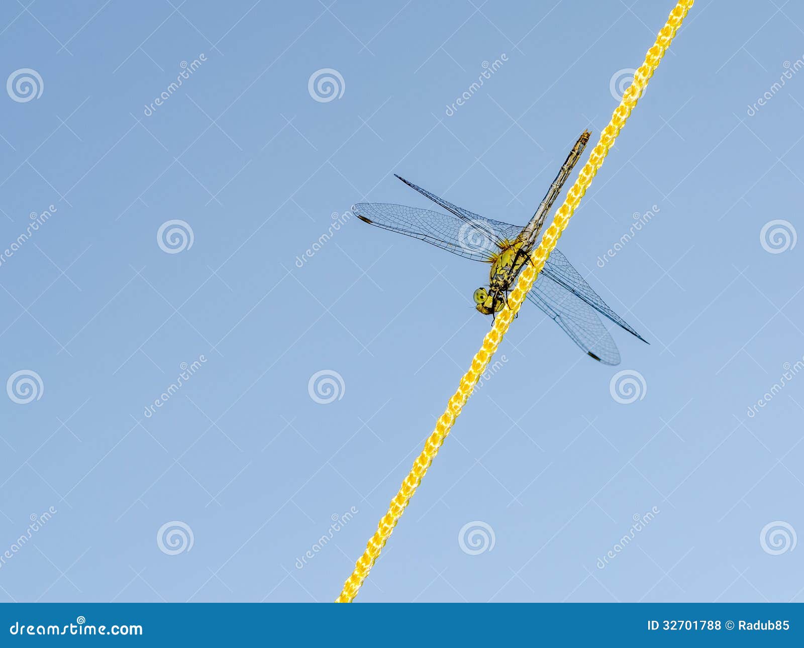 Dragonfly Walking on Rope stock photo. Image of green - 32701788