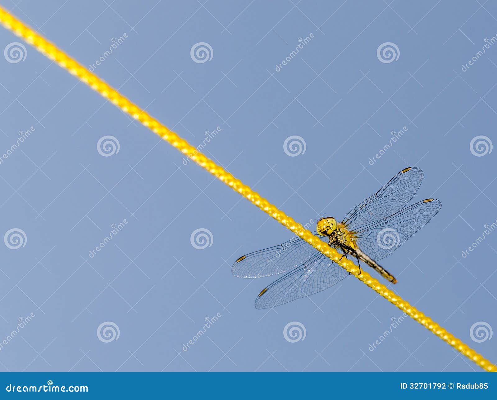 Dragonfly Walking on Rope stock photo. Image of colorful - 32701792