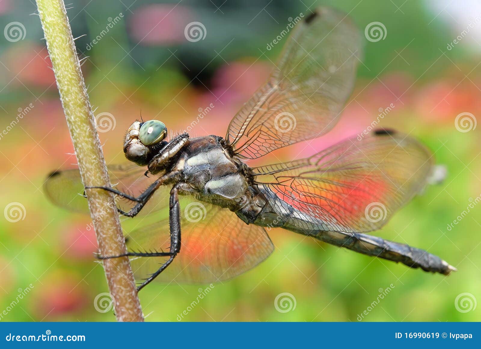 The Dragonfly Warrior stock image. Image of dragonfly - 16990619