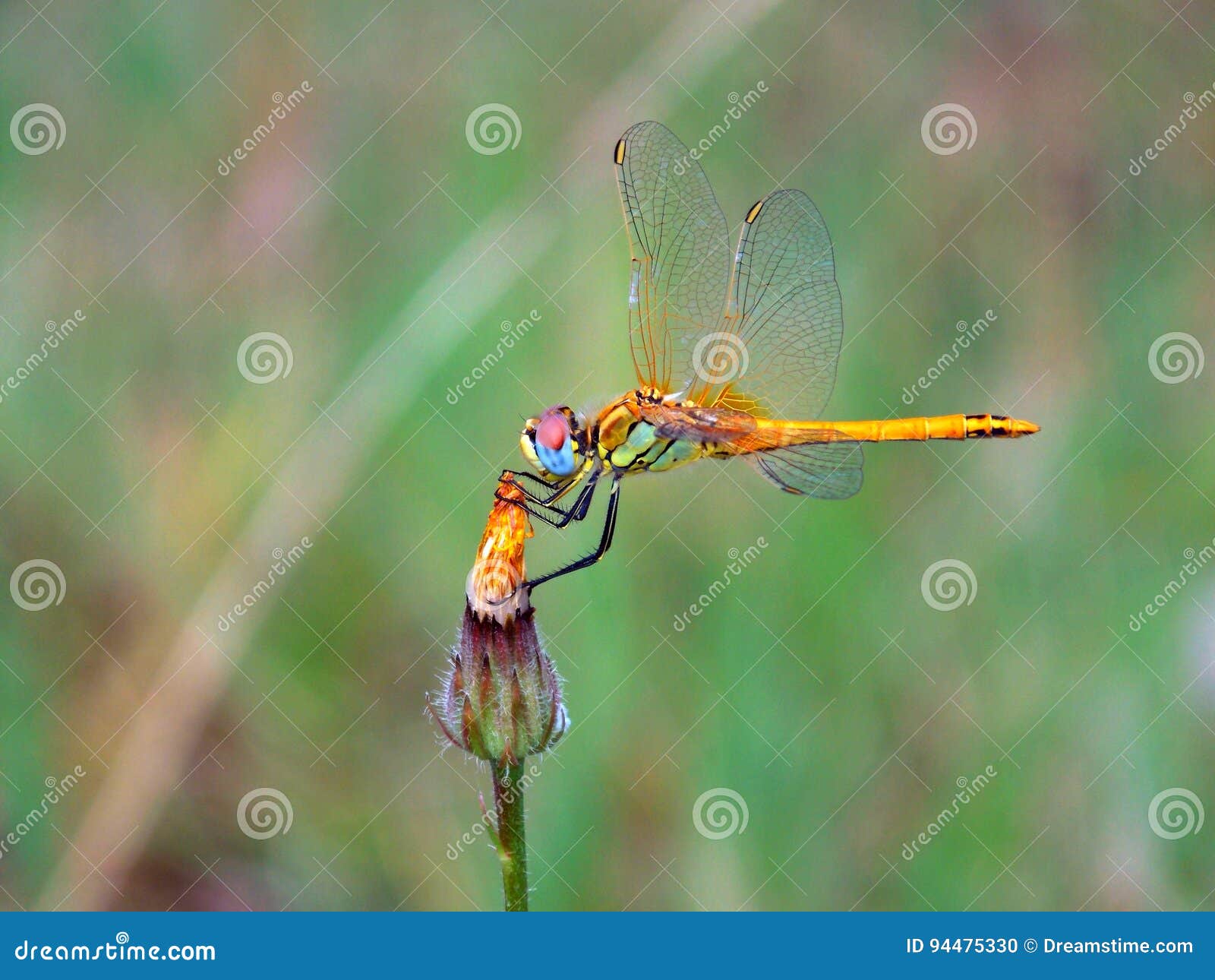 Dragonfly. stock photo. Image of insects, wild, odonata - 94475330