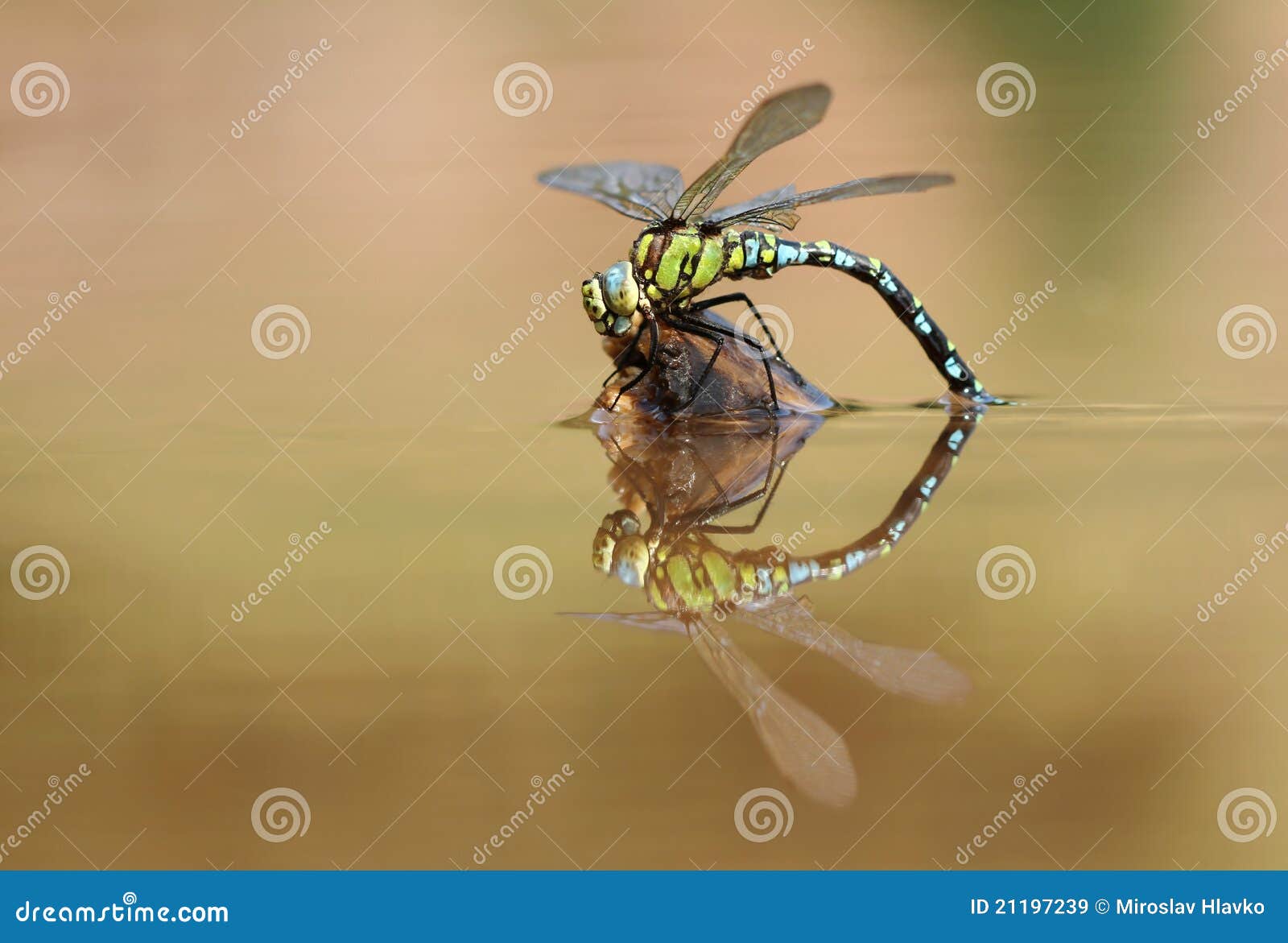 Dragonfly in water stock image. Image of wildlife, mirage - 21197239