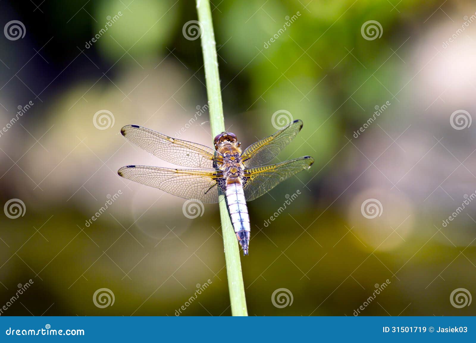 Dragonfly on water stock image. Image of plant, leaf - 31501719