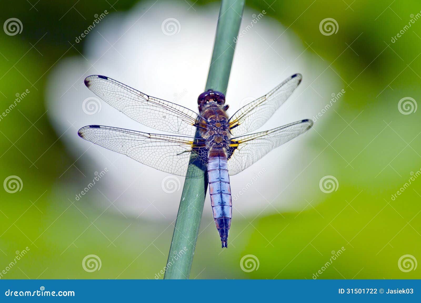 Dragonfly on water stock photo. Image of sympetrum, wildlife - 31501722