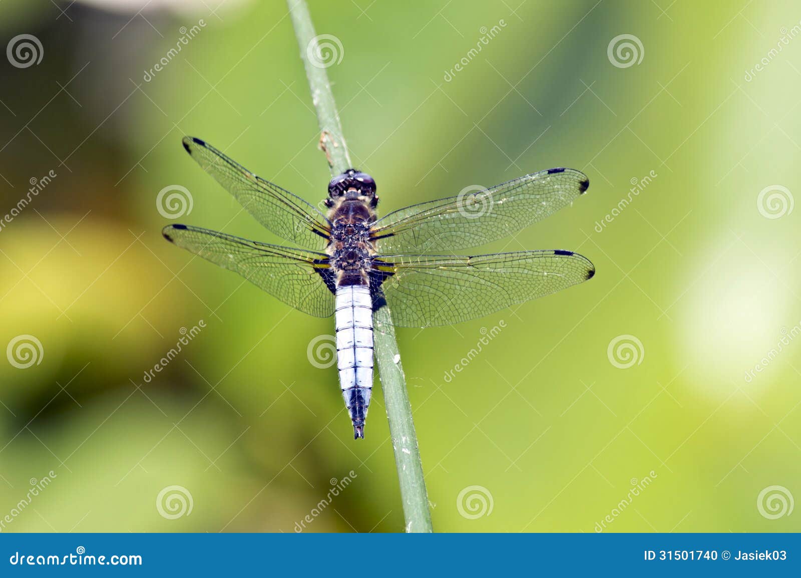 Dragonfly on water stock photo. Image of damselfly, entomology - 31501740