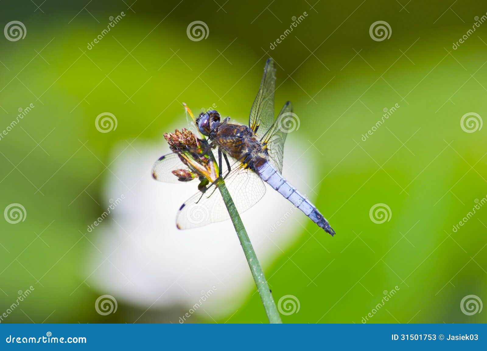 Dragonfly on water stock image. Image of water, closeup - 31501753