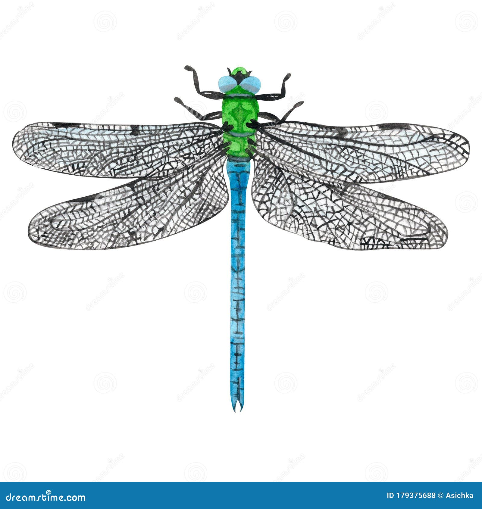 Dragonfly Set Watercolor Illustration. Hand Drawn Damsefly Side And Top ...