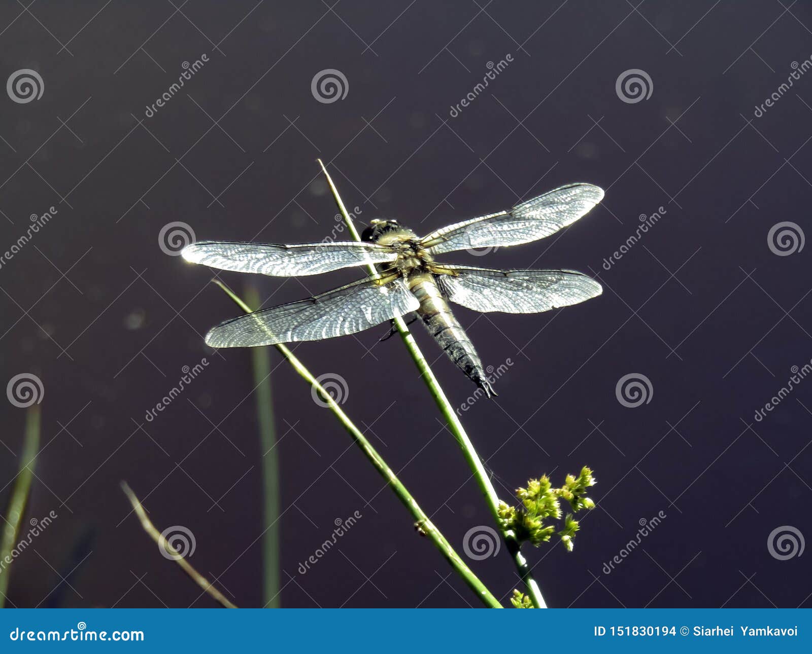 Dragonfly With White Bright Wings Sitting On A Blade Of Grass ...