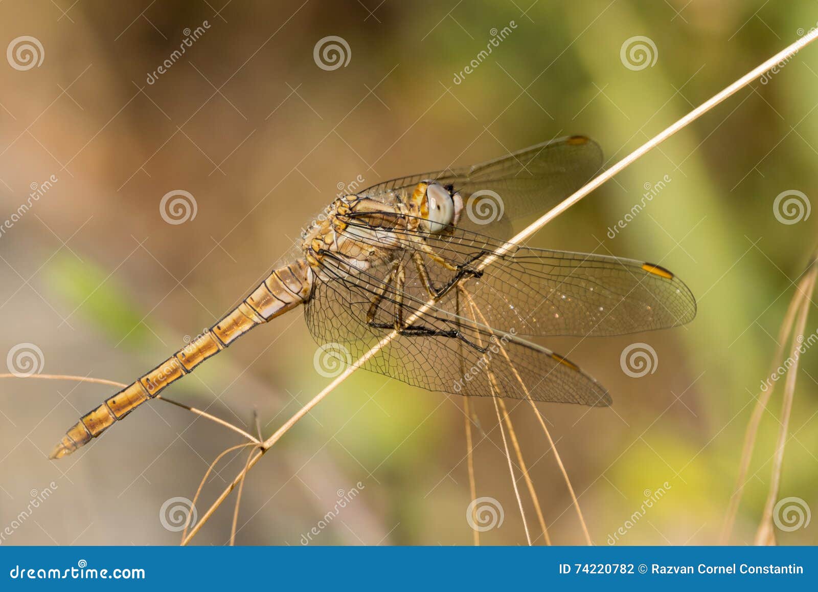 Dragonfly in the Wild Side View Stock Photo - Image of insect, macro ...