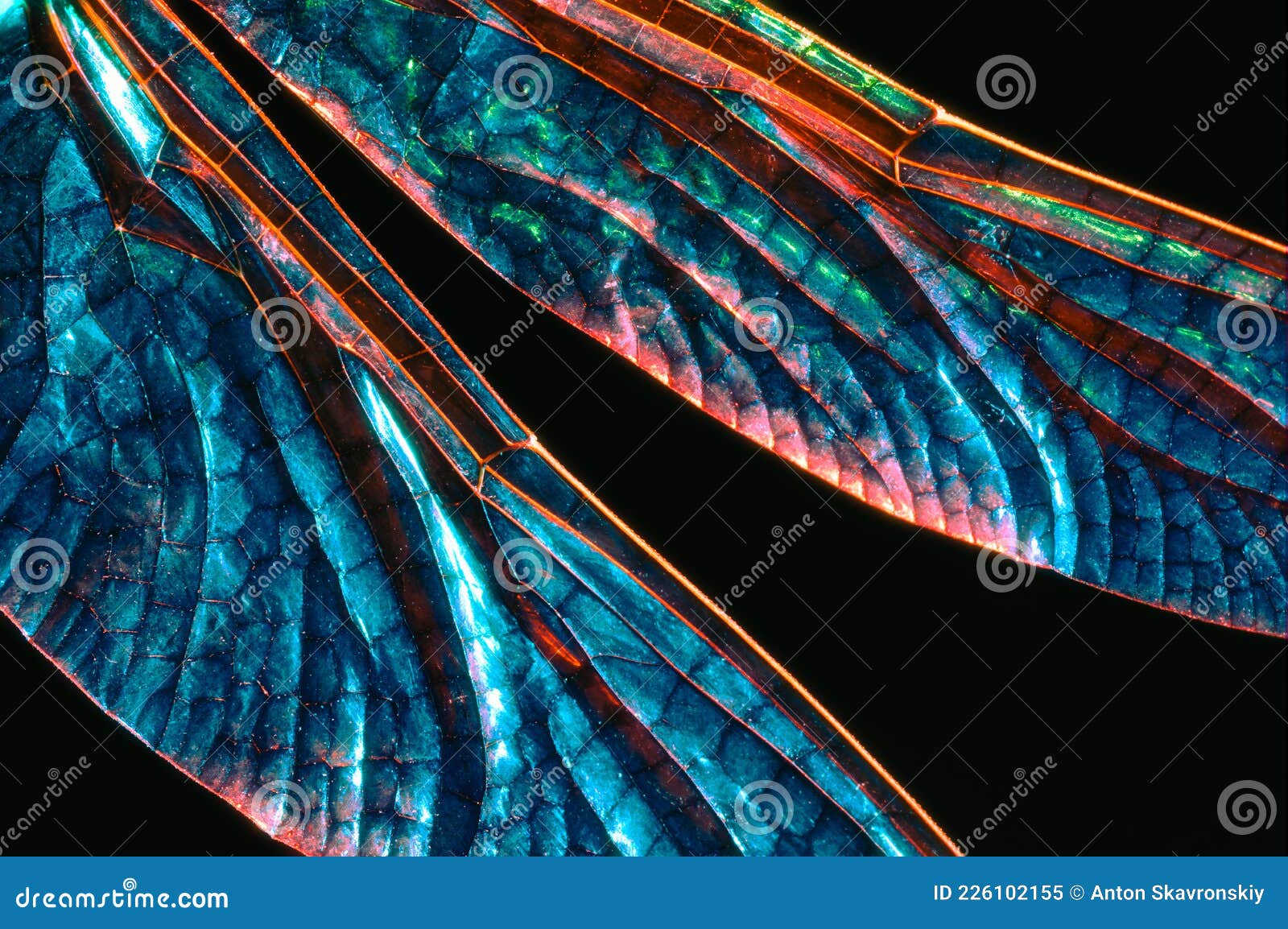 Dragonfly Wing Close Up Background With Zoomed Transparent Lattice ...