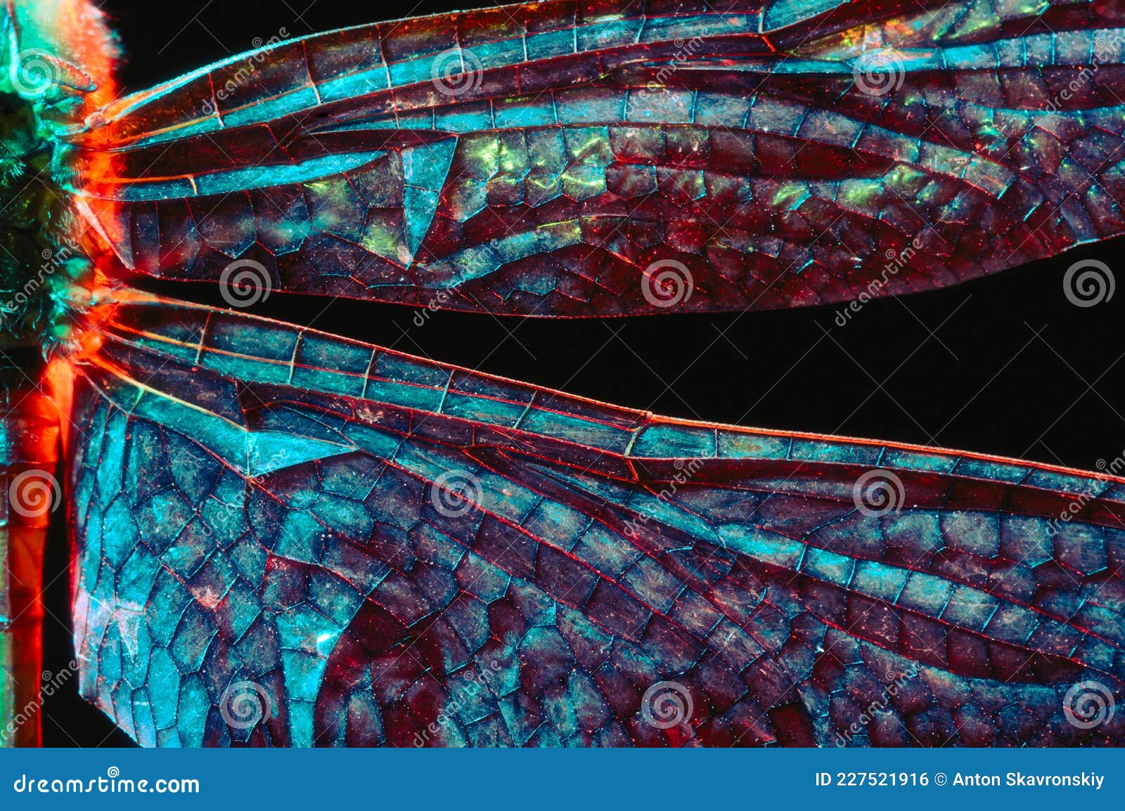 Dragonfly Wing Close Up Background With Zoomed Transparent Lattice ...