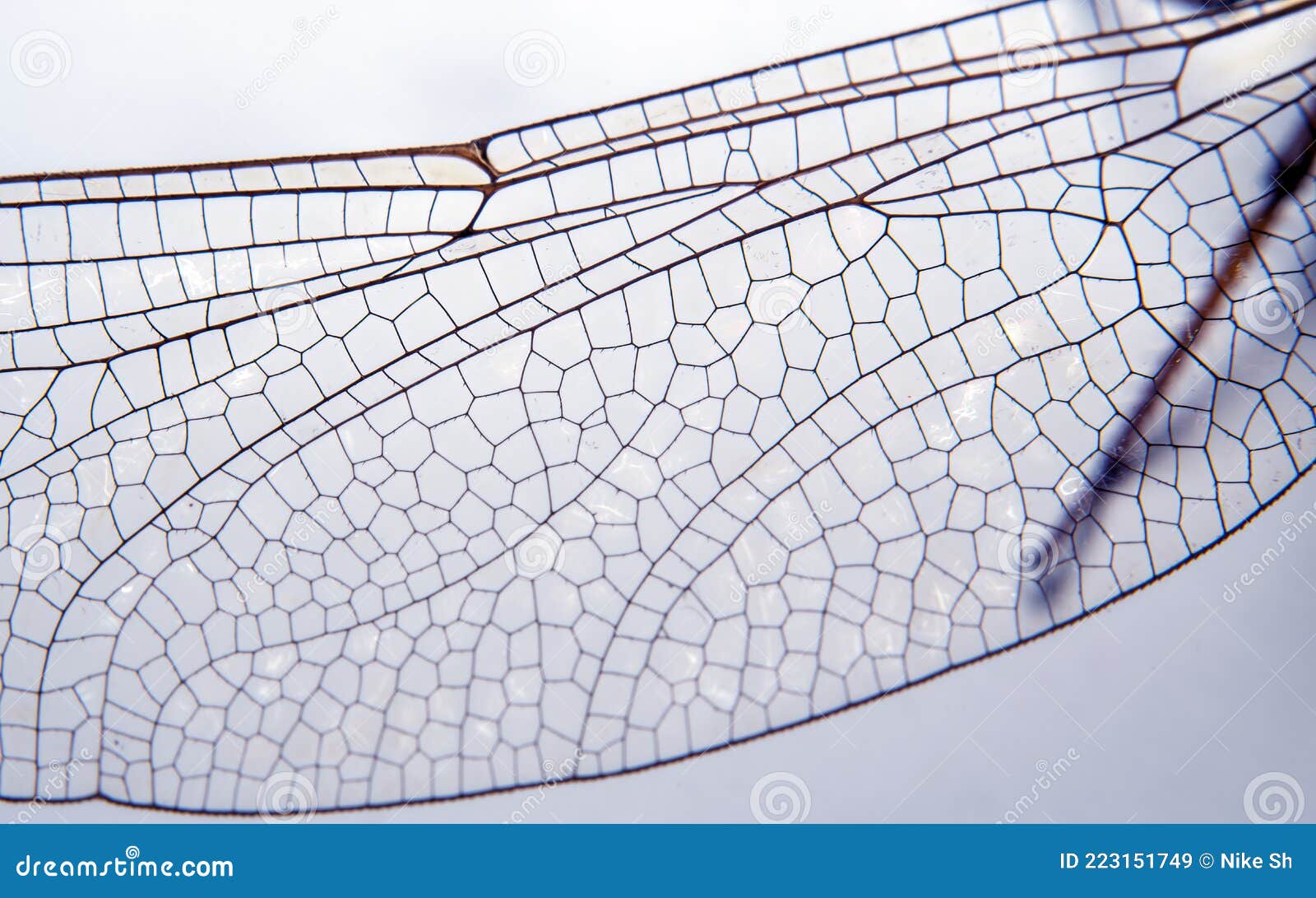 Dragonfly Wing Close Up Background With Zoomed Transparent Lattice ...